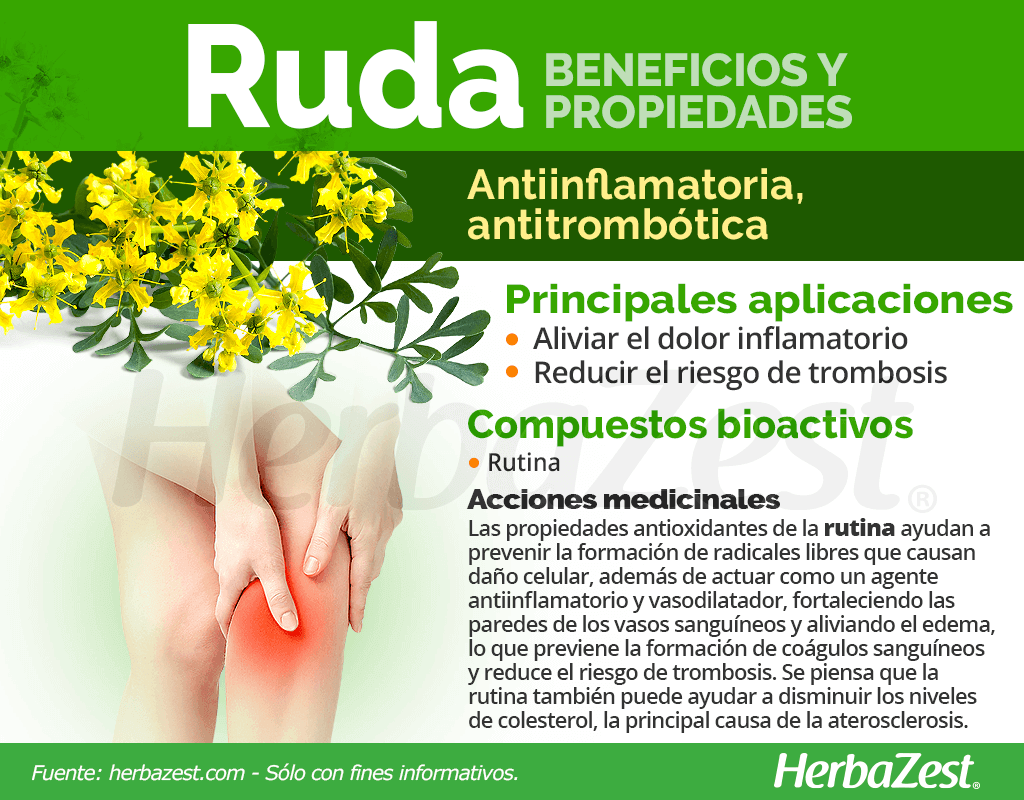 Para qué sirve el baño de ruda y cómo se utiliza? ※